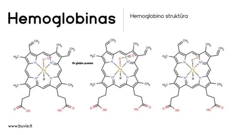 Hemoglobino norma - lentelė | Vyrams ir moterims - Būvis.lt