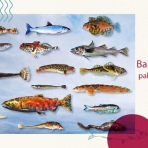 Lynas | Kur kimba ir kaip pagauti? - Būvis.lt