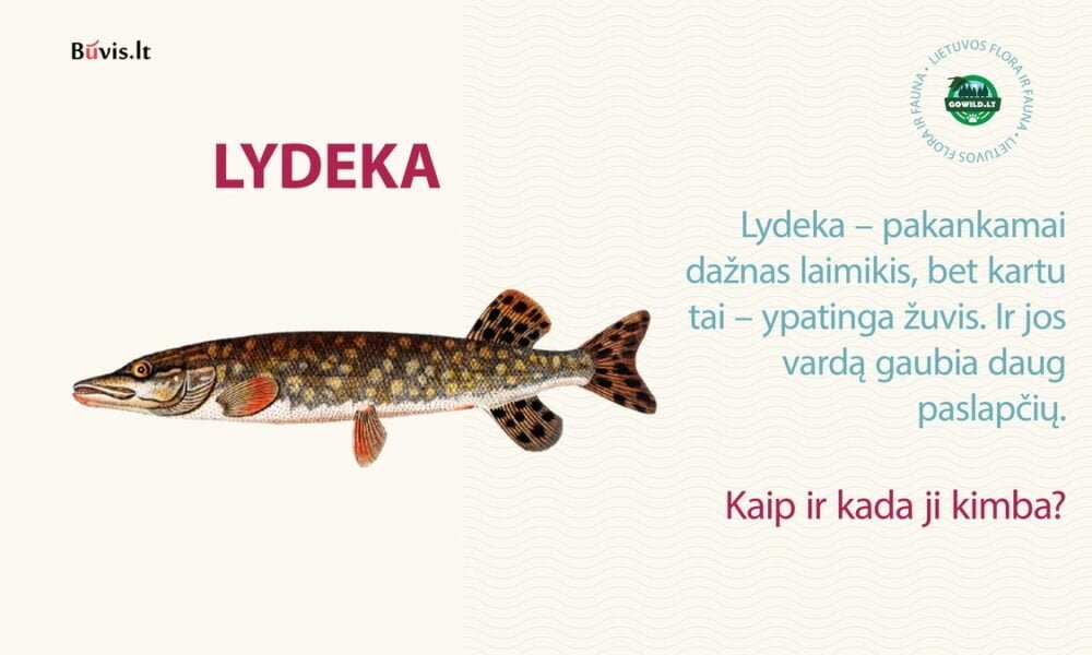 Lynas | Kur kimba ir kaip pagauti? - Būvis.lt