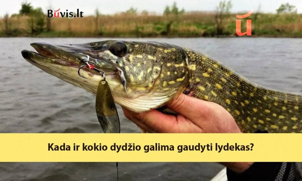 Lynas | Kur kimba ir kaip pagauti? - Būvis.lt
